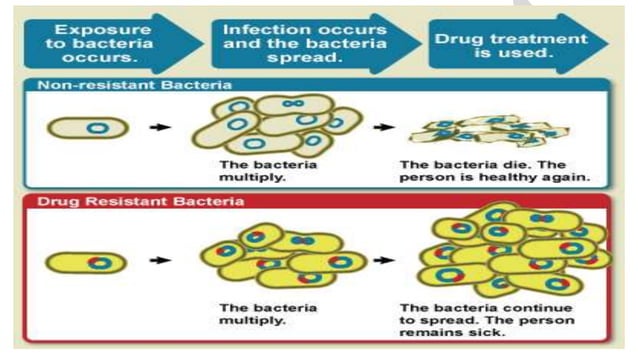 Systematic Bacteriology Set of Microbiology | PPTX | Infectious ...