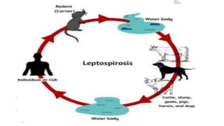 Systematic Bacteriology Set of Microbiology | PPTX