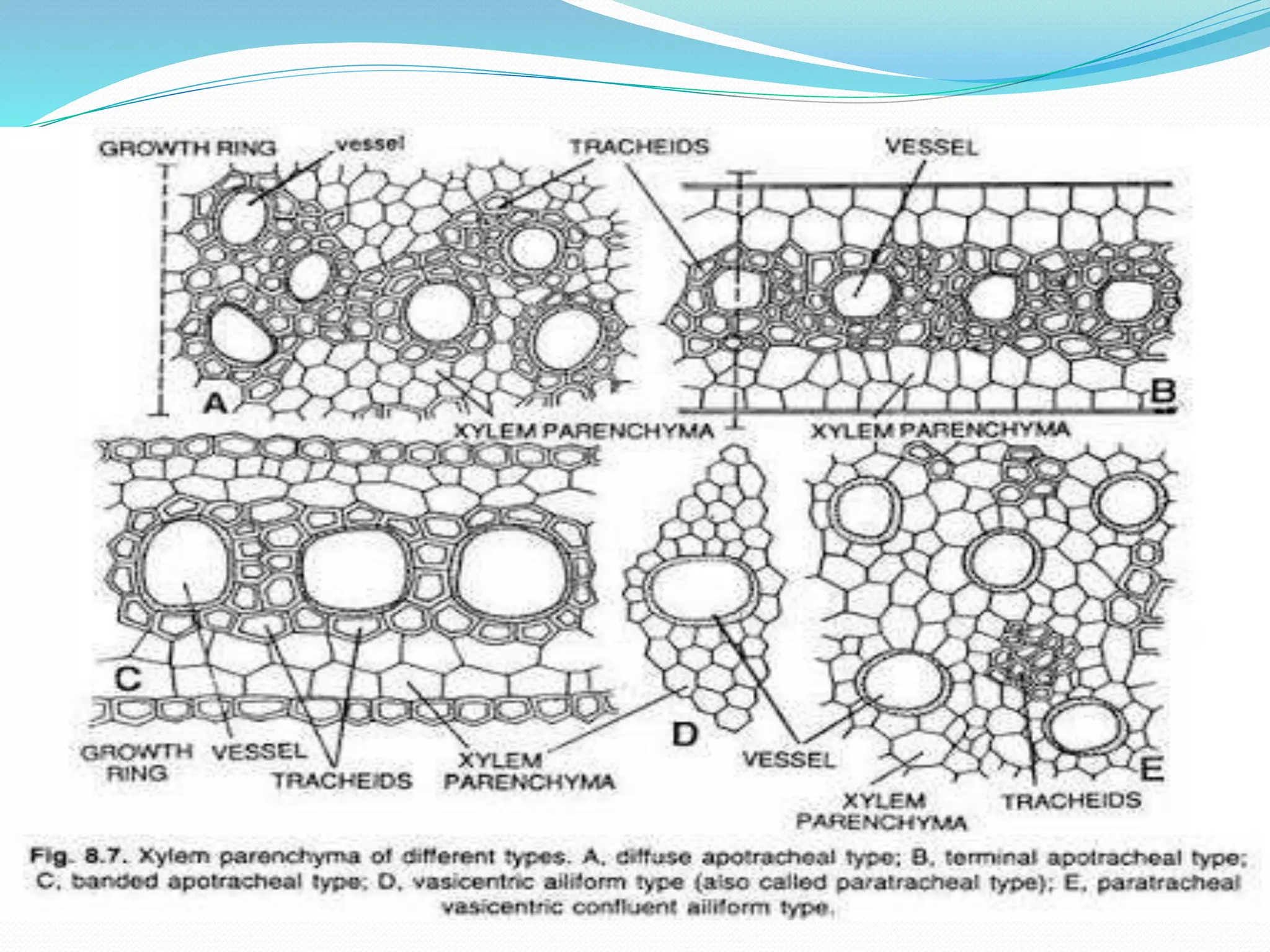 Systematic plant anatomy with special reference of various | PPTX