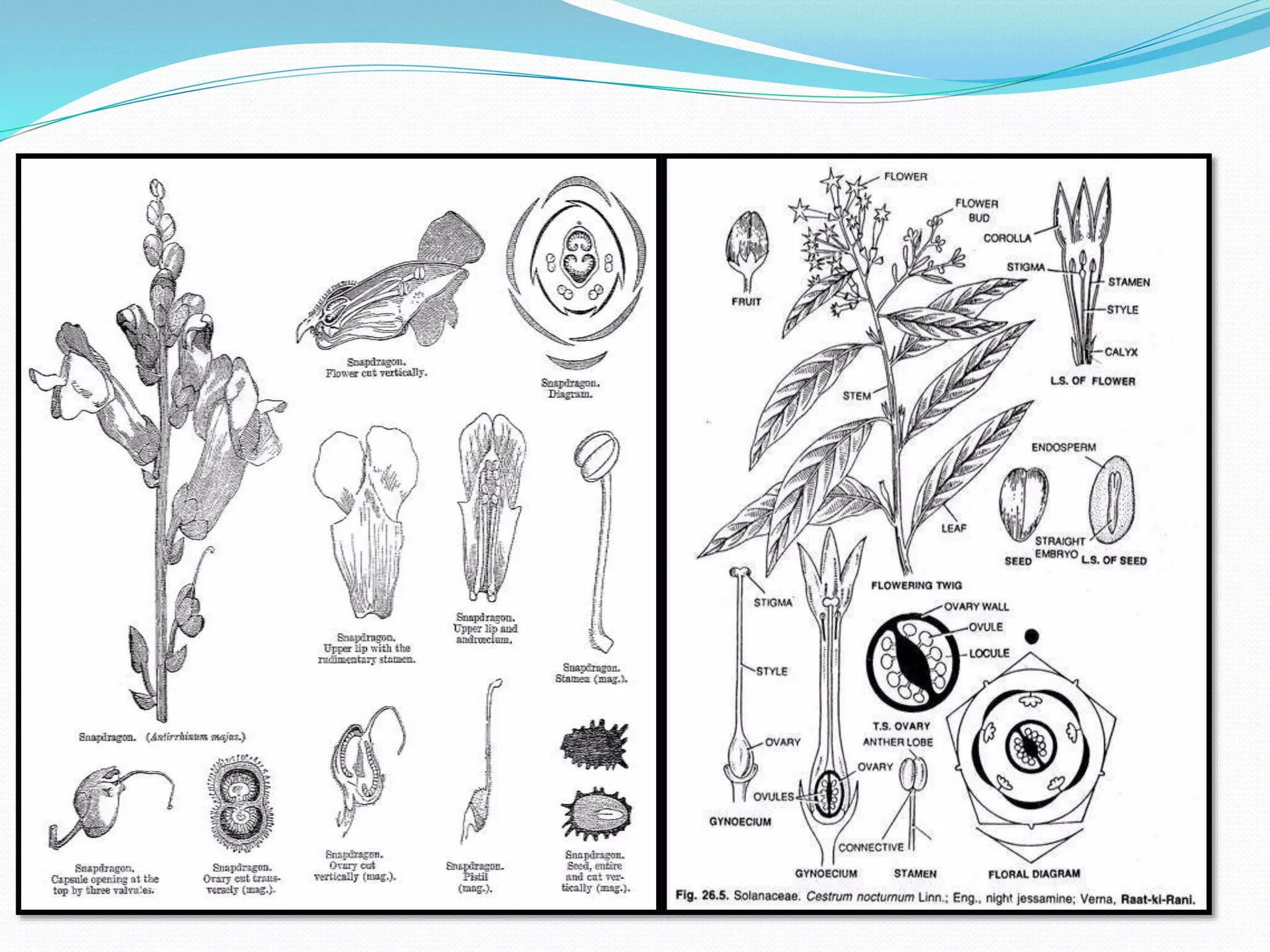 Systematic plant anatomy with special reference of various | PPTX