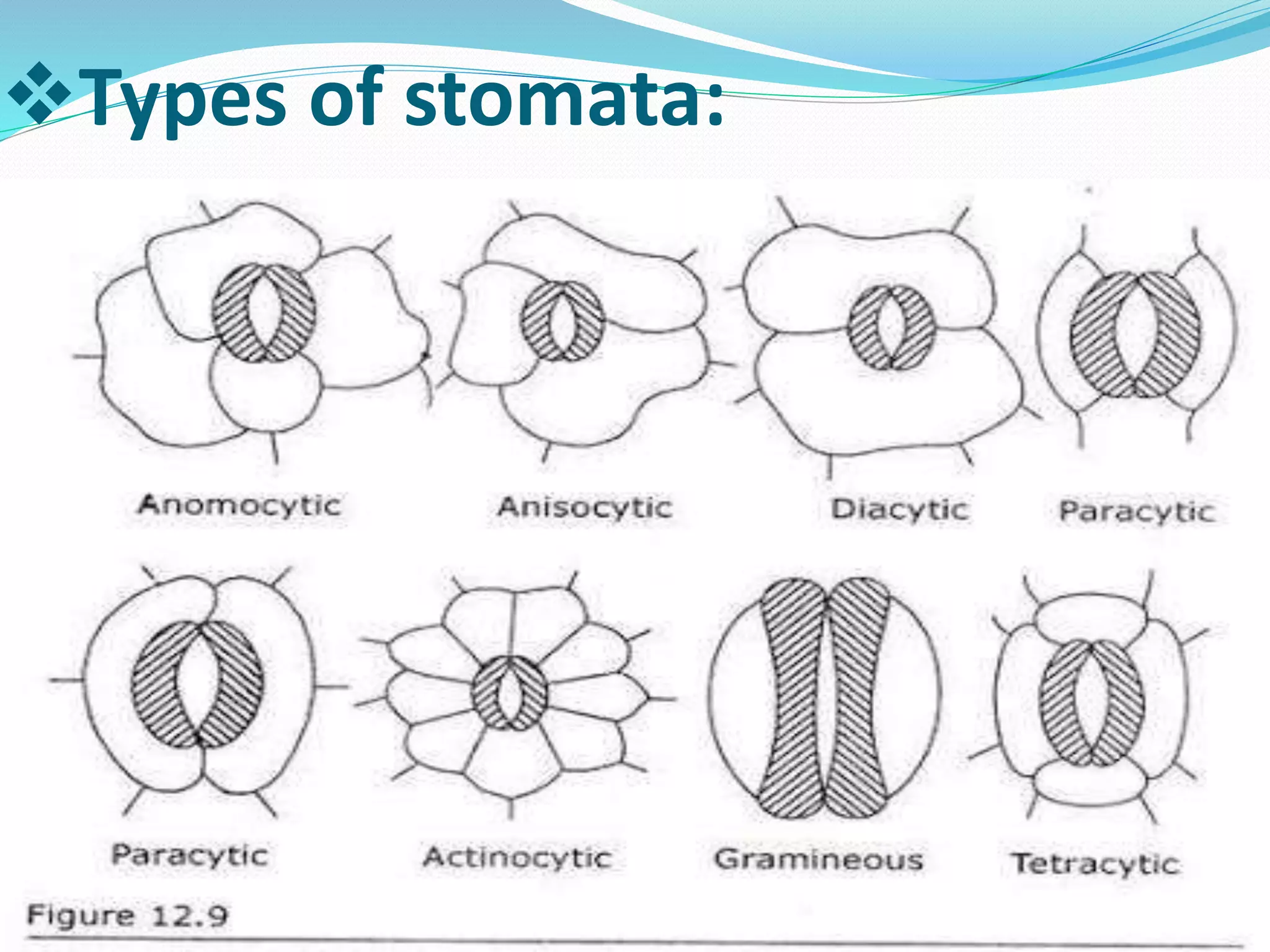 Systematic plant anatomy with special reference of various | PPTX