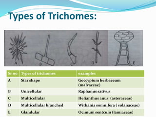 Systematic plant anatomy with special reference of various | PPTX