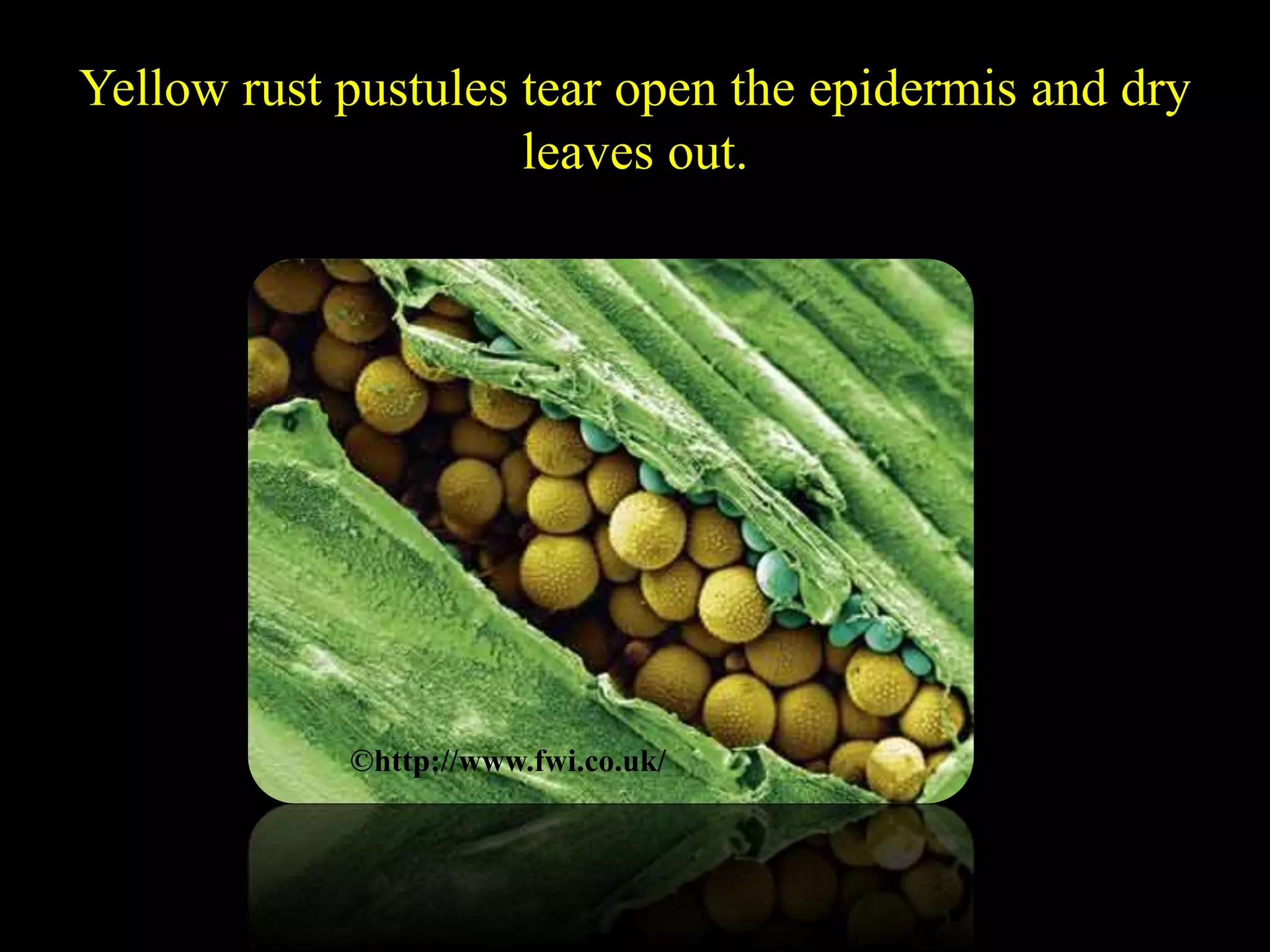 Wheat Yellow Stripe Rust | PPTX
