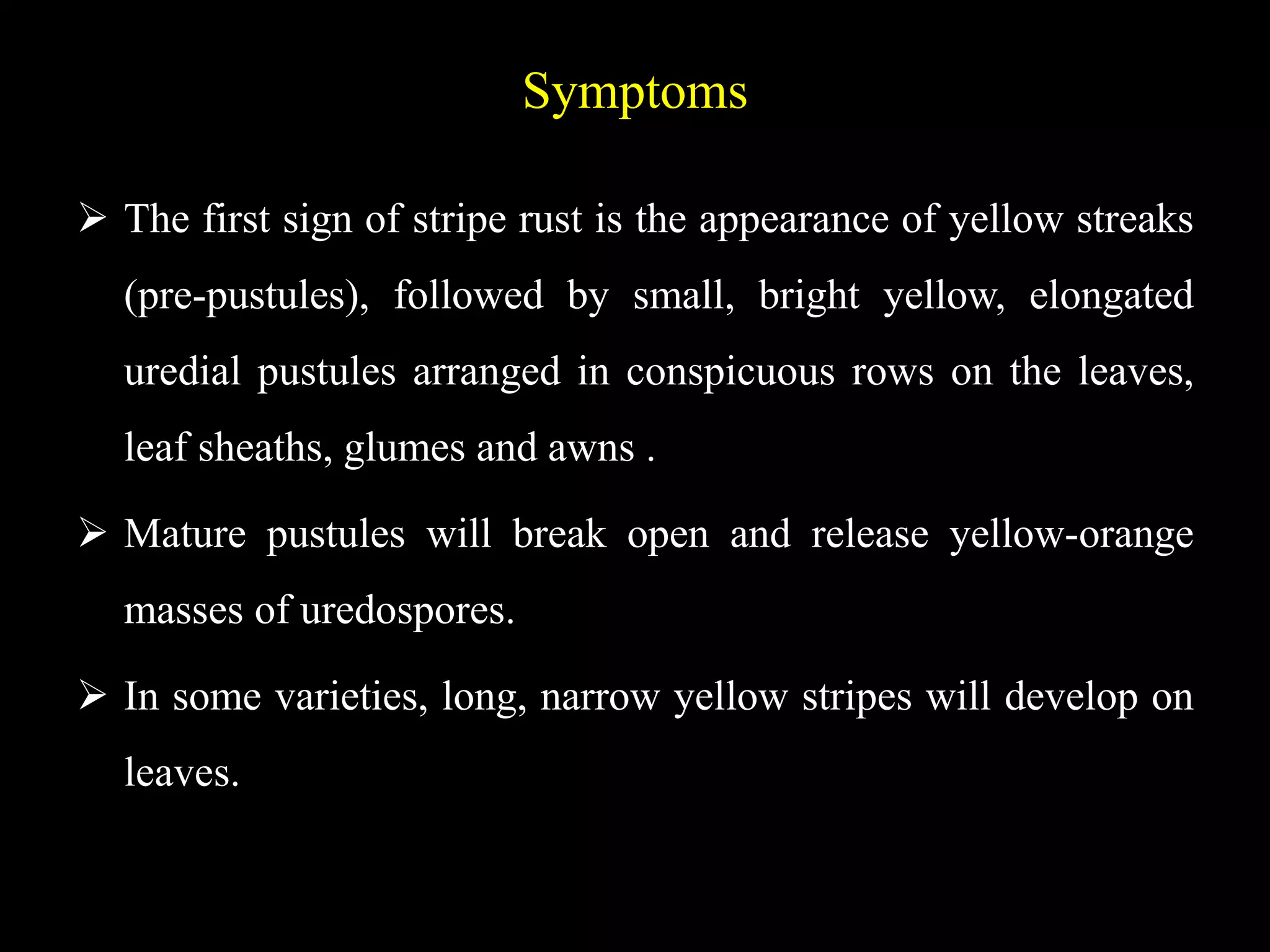 Wheat Yellow Stripe Rust | PPTX