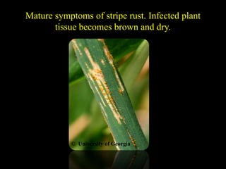Wheat Yellow Stripe Rust | PPTX