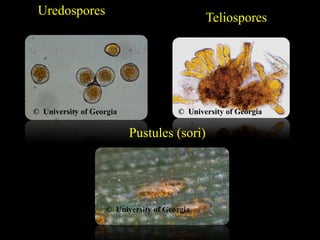 Wheat Yellow Stripe Rust | PPTX