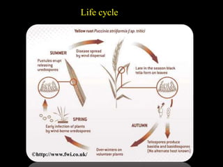 Wheat Yellow Stripe Rust | PPTX