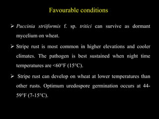 Wheat Yellow Stripe Rust | PPTX