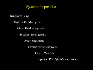 Wheat Yellow Stripe Rust | PPTX