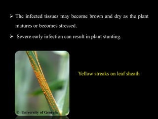 Wheat Yellow Stripe Rust | PPTX