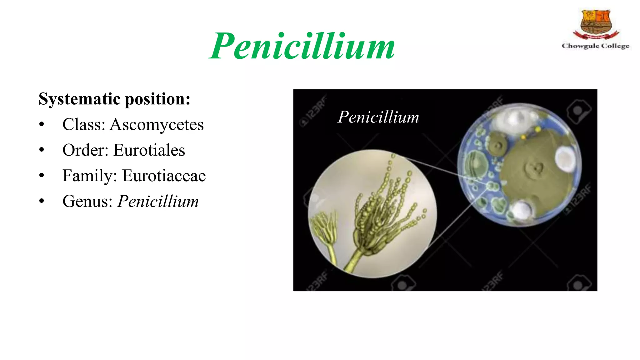 Systematic position and life cycle of penicillium | PPTX