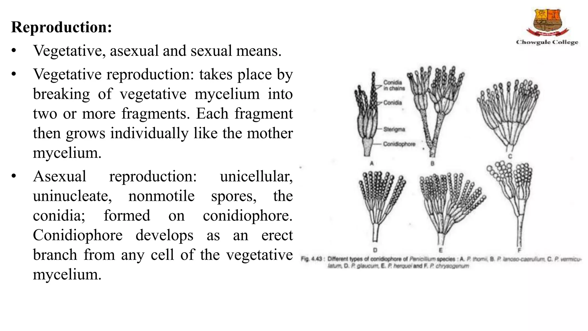 Systematic position and life cycle of penicillium | PPTX