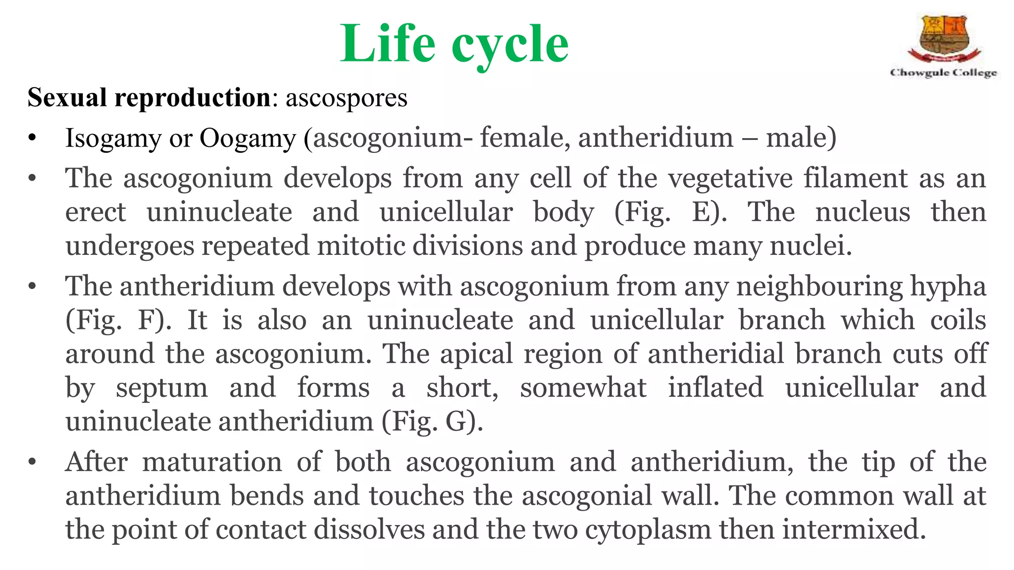 Systematic position and life cycle of penicillium | PPTX
