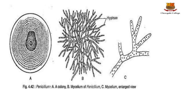 Systematic position and life cycle of penicillium | PPTX