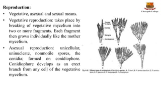 Systematic position and life cycle of penicillium | PPTX