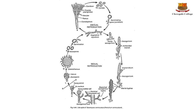 Systematic position and life cycle of penicillium | PPT