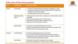 Systematic position and life cycle of puccinia | PPTX