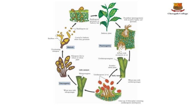 Systematic position and life cycle of puccinia
