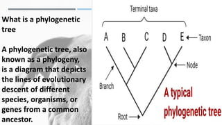 Systematics based on Evolutionary r.pptx