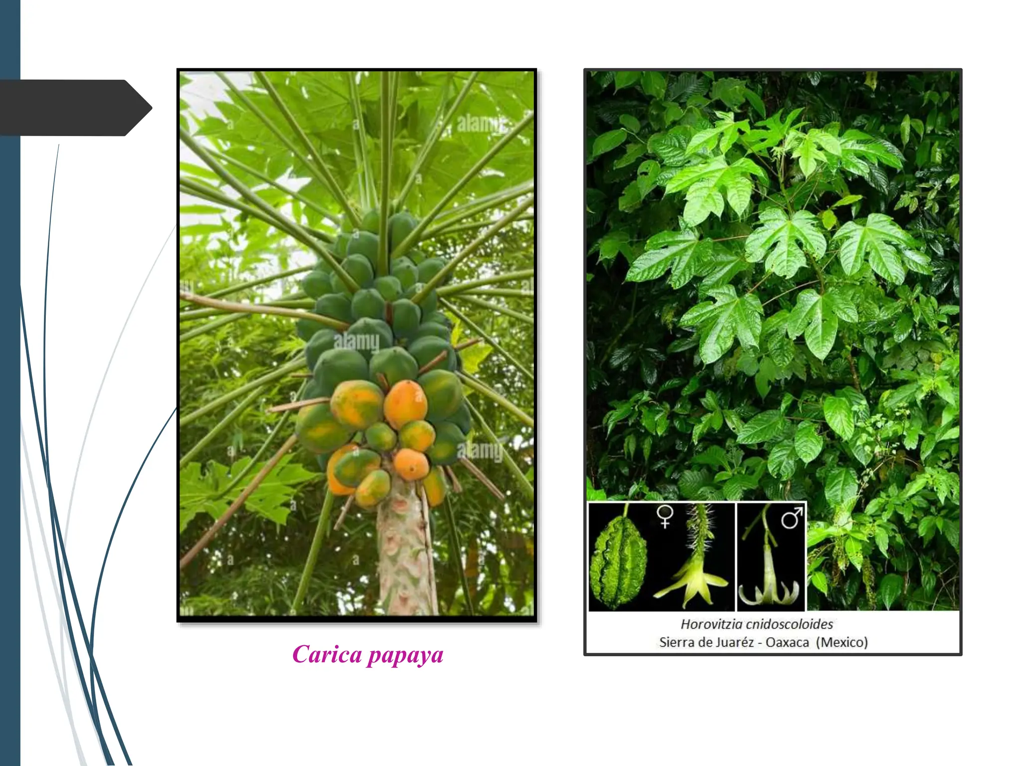 SYSTEMATICS OF CARICACEAE.pptx
