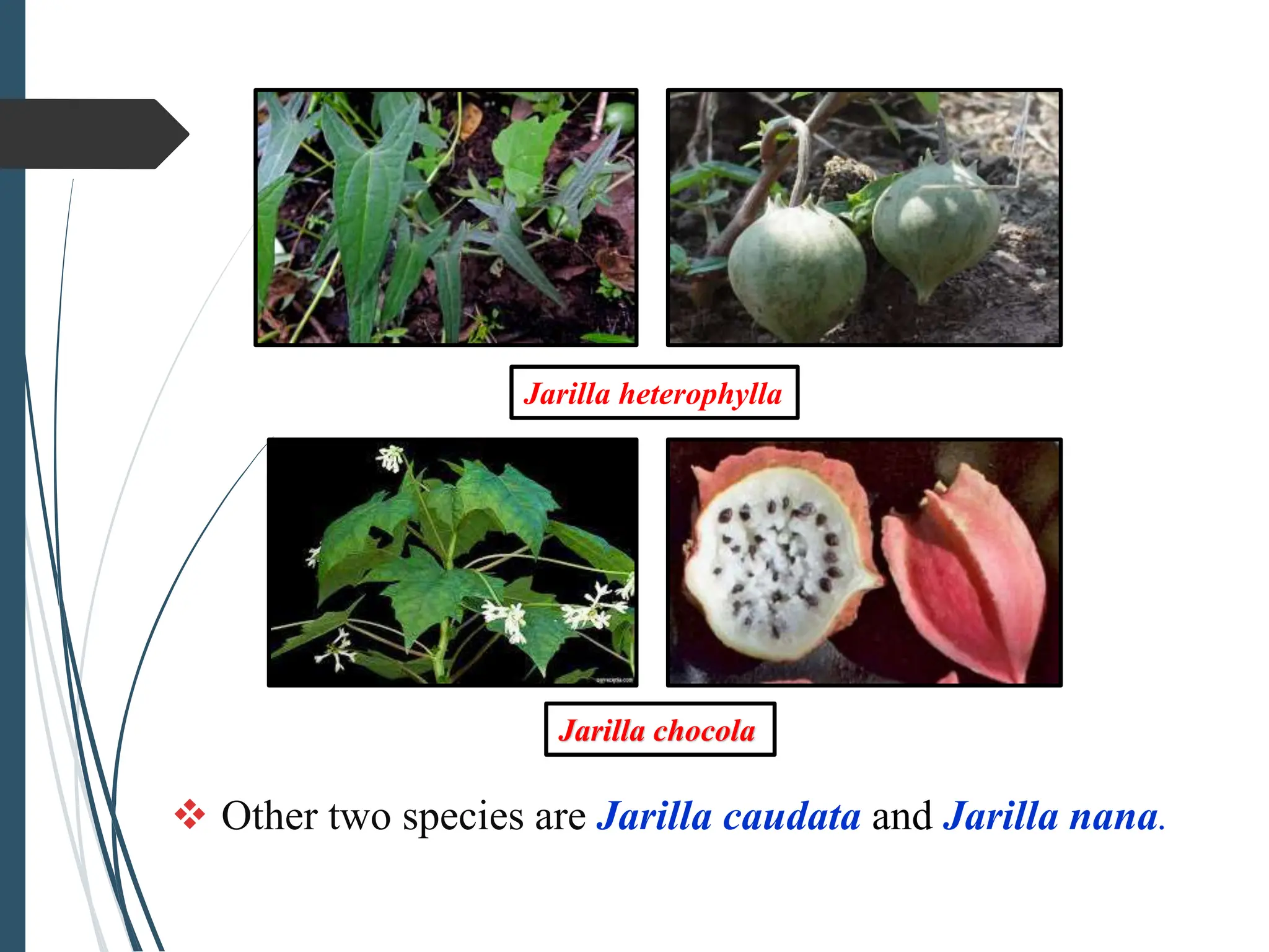SYSTEMATICS OF CARICACEAE.pptx