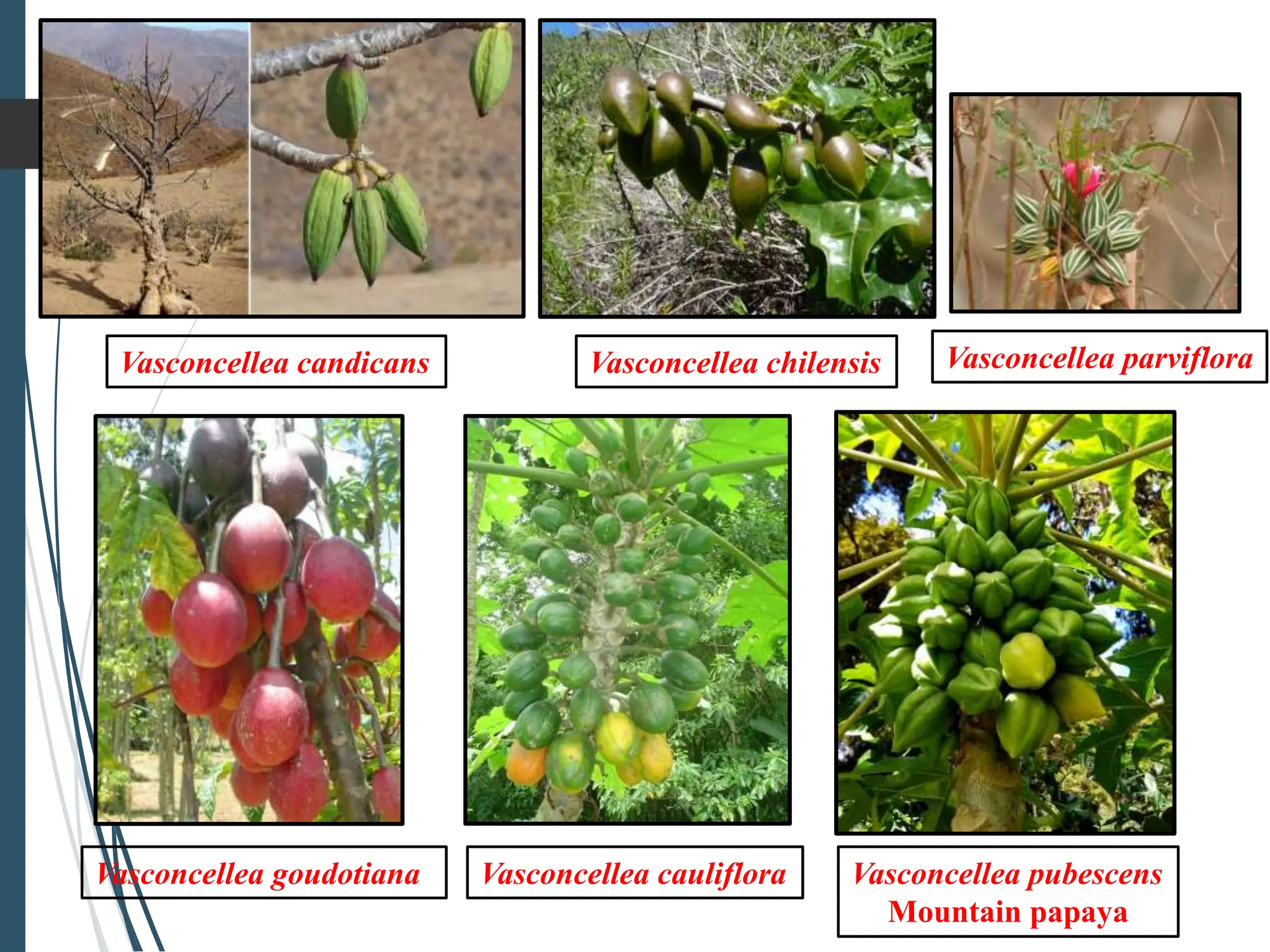 SYSTEMATICS OF CARICACEAE.pptx