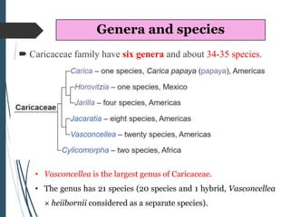SYSTEMATICS OF CARICACEAE.pptx