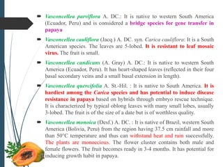 SYSTEMATICS OF CARICACEAE.pptx