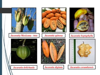 SYSTEMATICS OF CARICACEAE.pptx