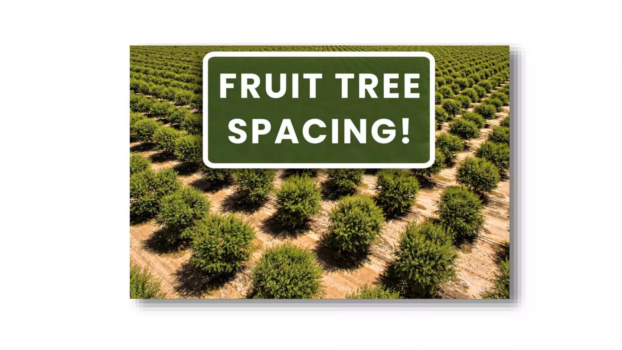 Systematic Way of Planting and Propagating Trees | PPTX
