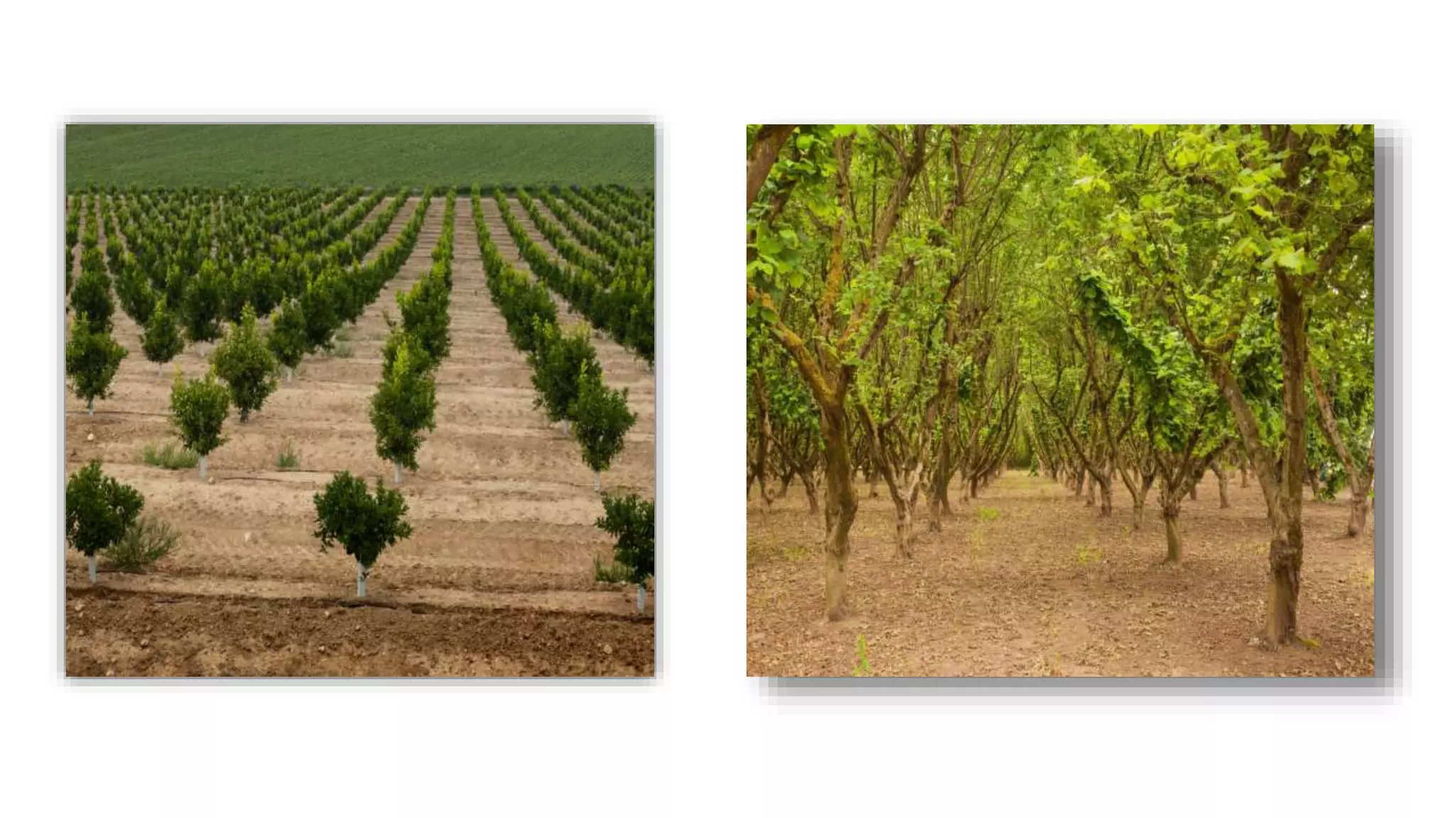 Systematic Way of Planting and Propagating Trees | PPTX