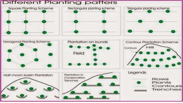Systematic Way of Planting and Propagating Trees | PPTX