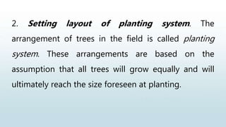 Systematic Way of Planting and Propagating Trees | PPTX