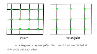 Systematic Way of Planting and Propagating Trees | PPTX