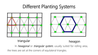 Systematic Way of Planting and Propagating Trees | PPT