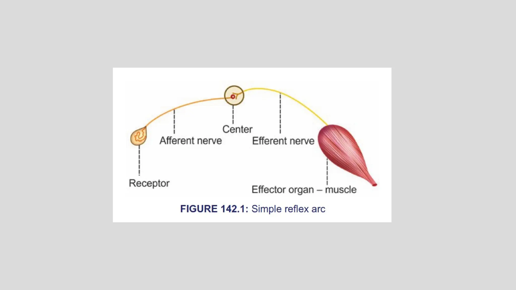 System Biology - Module 1 - Physiological systems and Body fluids.pptx ...