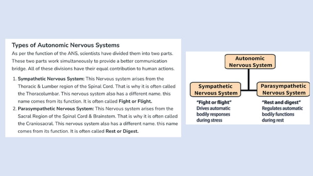 Module 2 - 5. Types of Nervous system.pptx