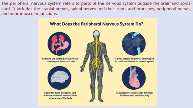 Module 2 - 5. Types of Nervous system.pptx
