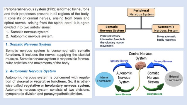Module 2 - 5. Types of Nervous system.pptx | Free Download