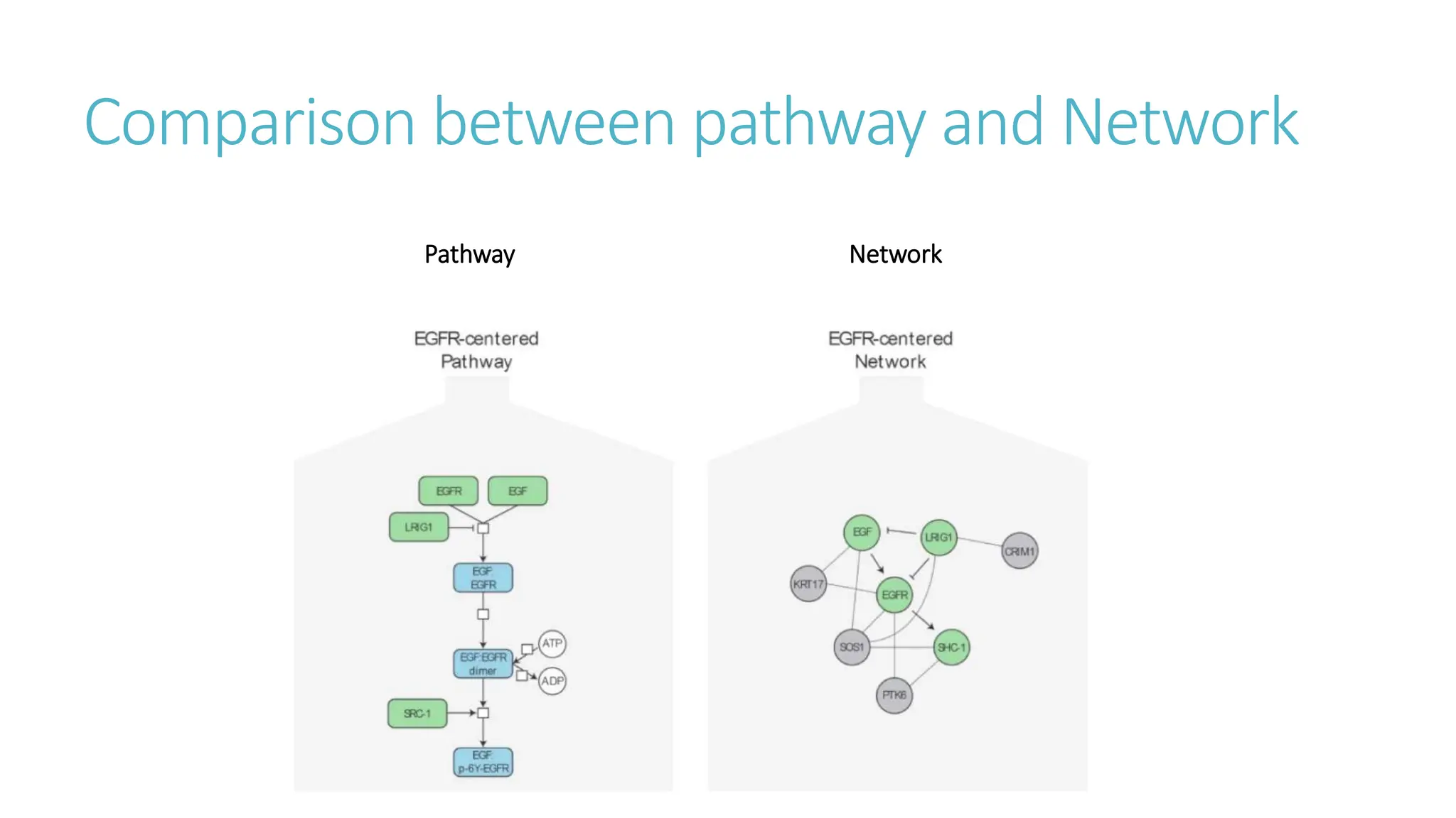 System Biology and Pathway Network.pptx