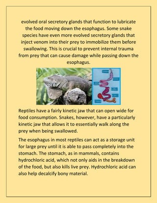 System digestive in reptiles | PDF