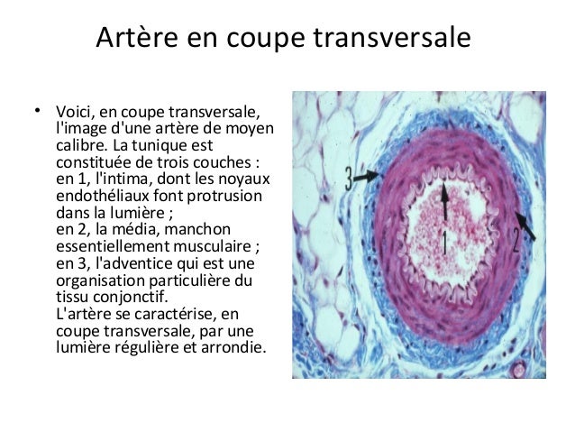 Systeme circulatoire