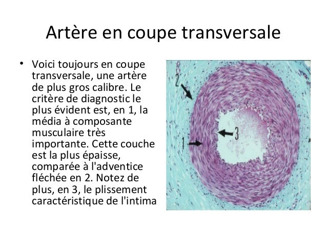 Systeme circulatoire