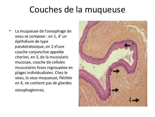 Systeme digestif, dent