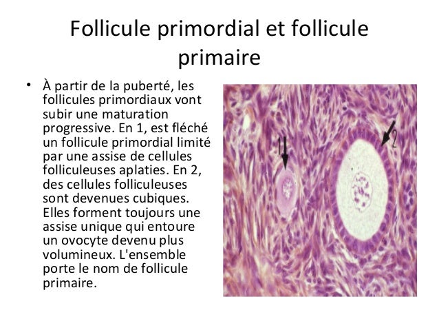 Follicule Dominant Définition | Les Follicules Ovariens – UKOBBQ