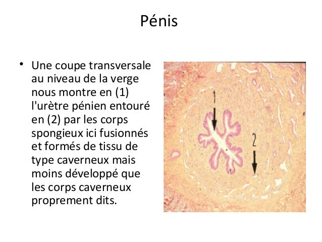 Systeme genital male