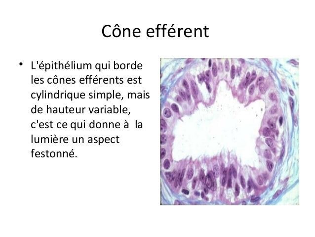 Systeme genital male