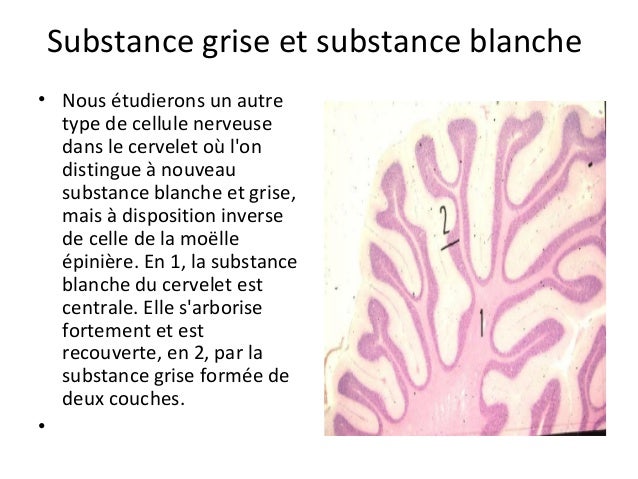 Systeme nerveux central