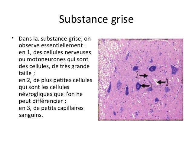 Systeme nerveux central