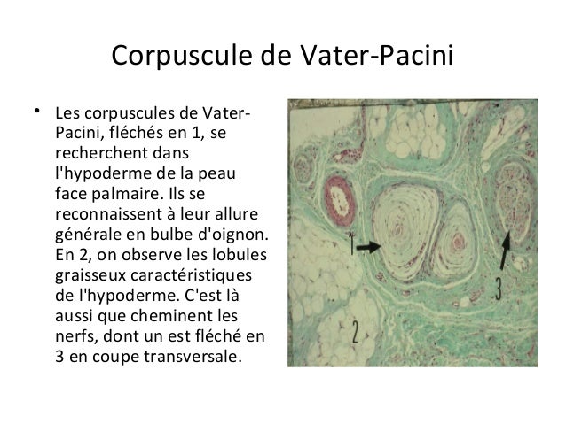 Systeme nerveux peripherique